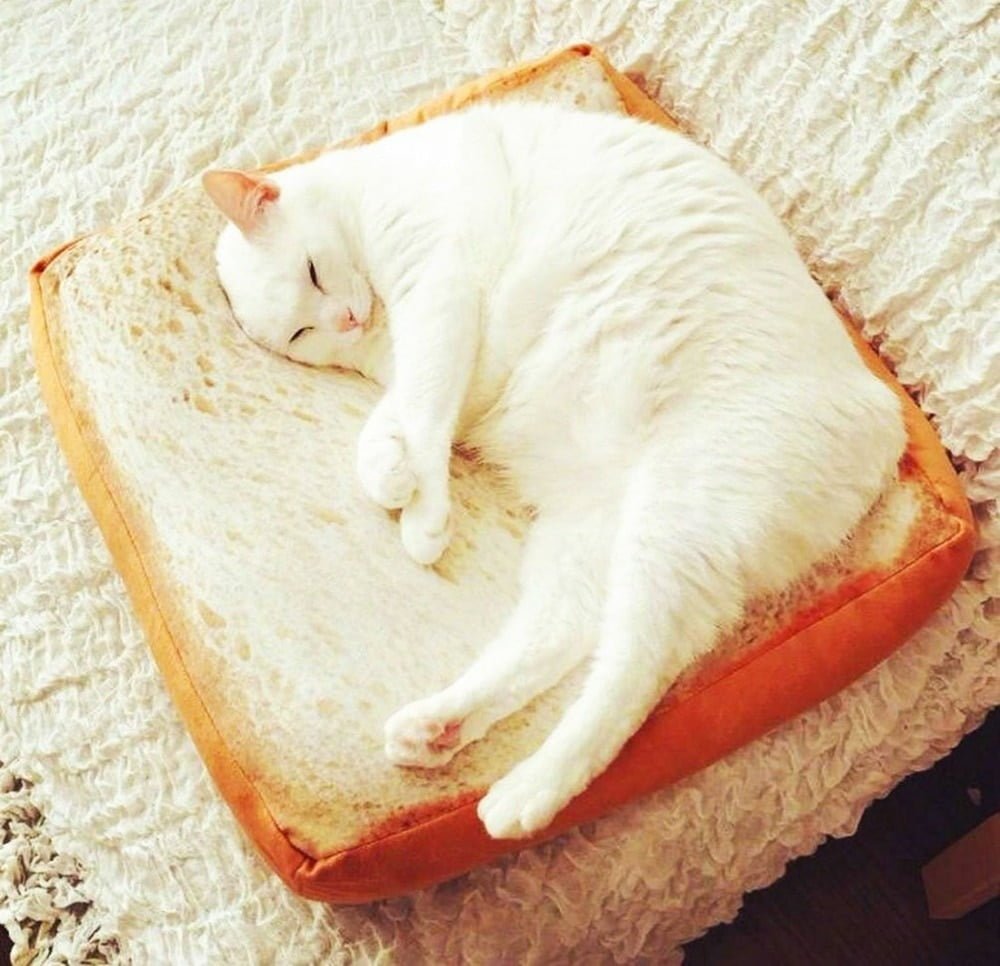 Cat Toast Bed – Haus of Pet